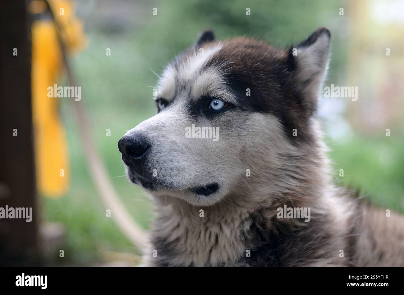 Frontal view of proud handsome young husky dog with head in profile ...