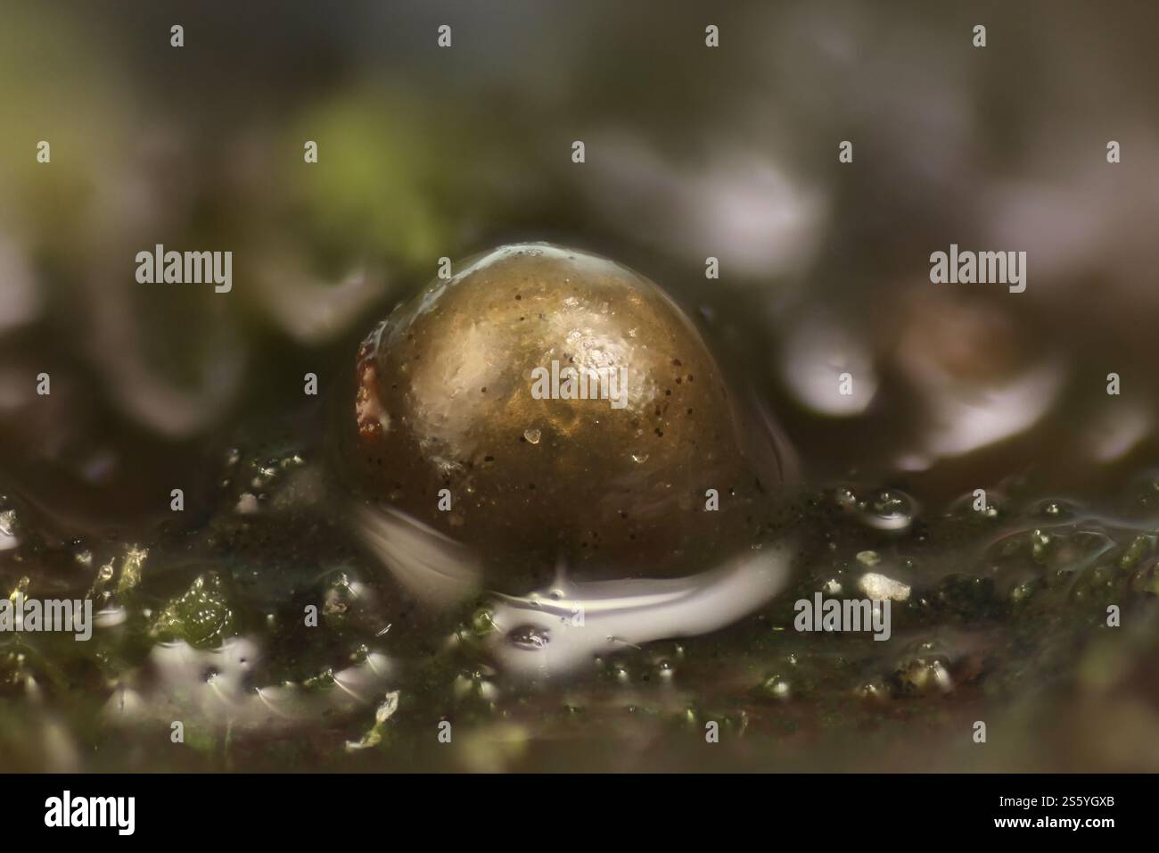 Colloderma robustum, commonly known as eyeball slime mold, microscope ...