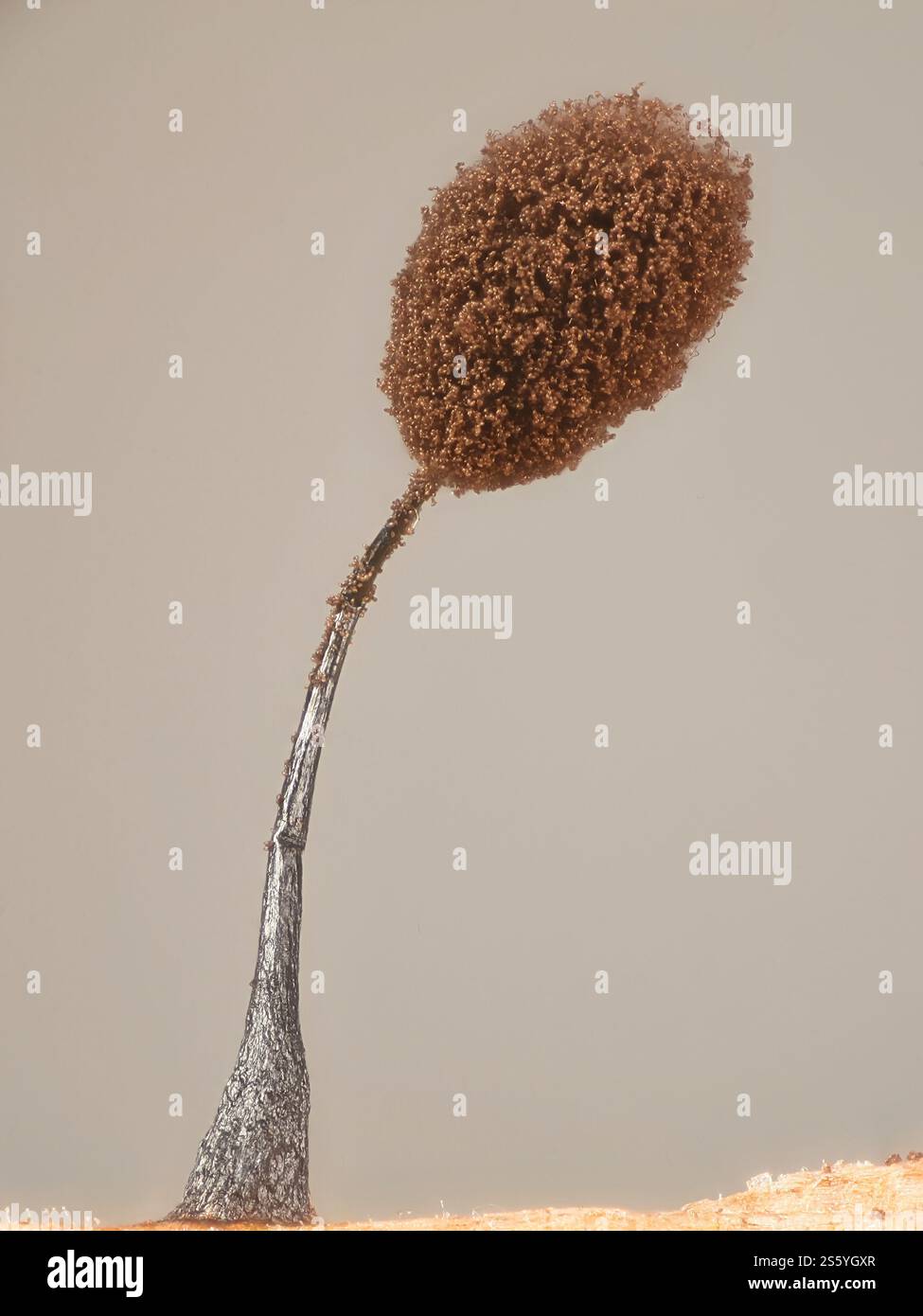 Comatricha nigra, a slime mold, microscope image of sporangia Stock ...