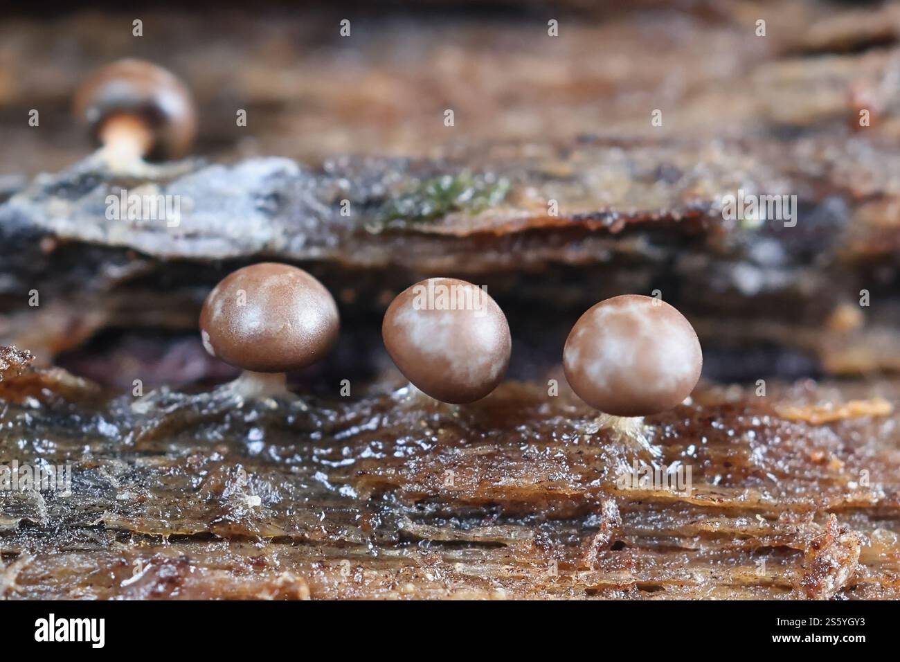 Diderma radiatum, a slime mold from Finland, no common English name ...