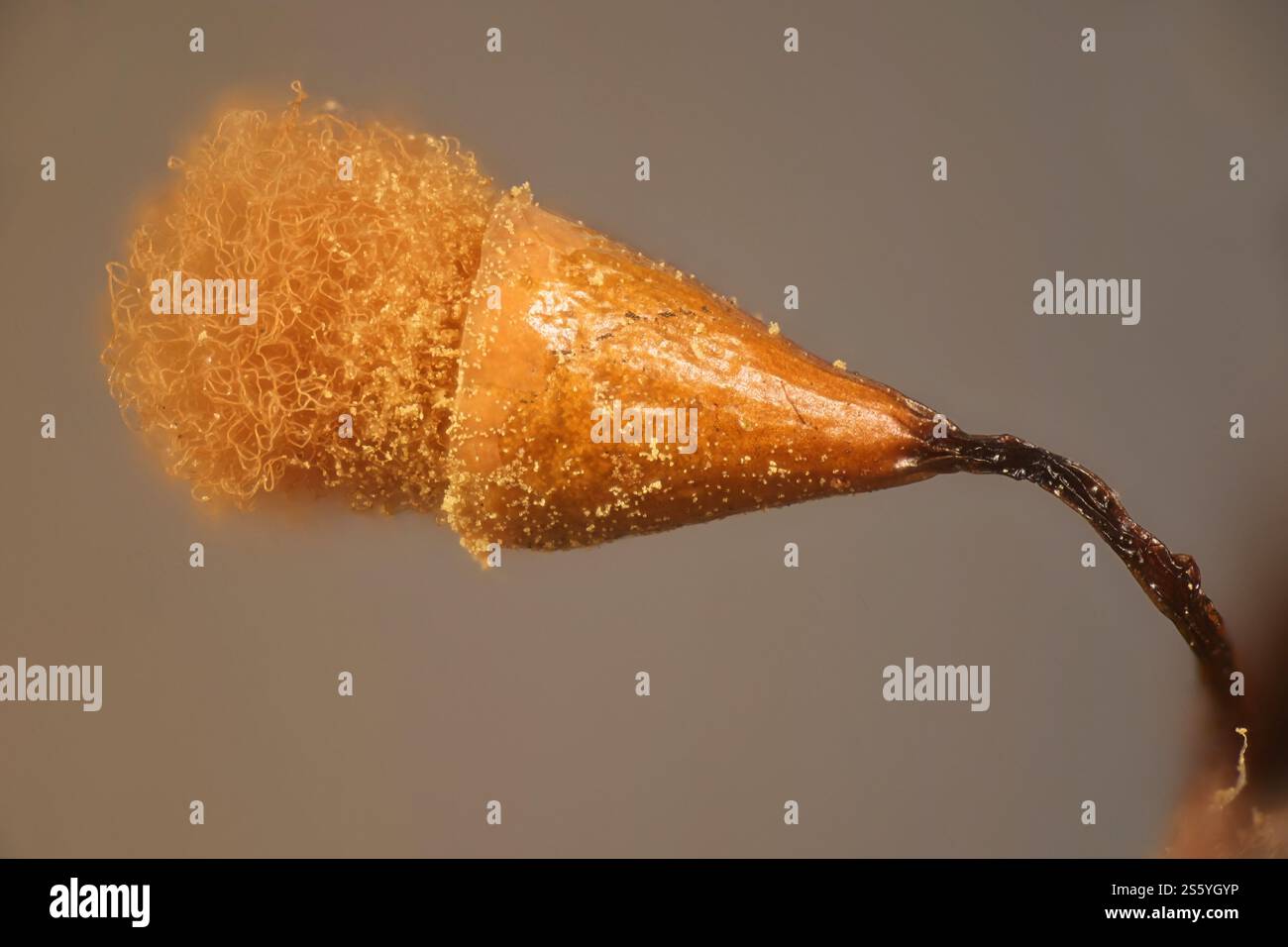 Hemitrichia calyculata, commonly known as push pin slime mold ...