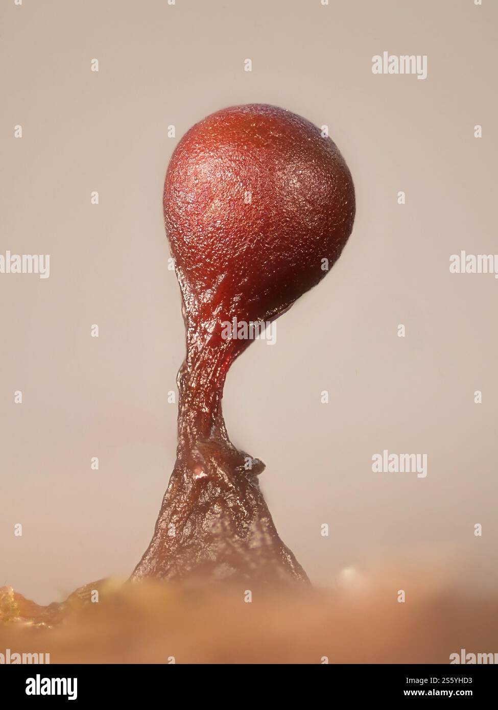Trichia botrytis, slime mold from Finland, microscope image of ...