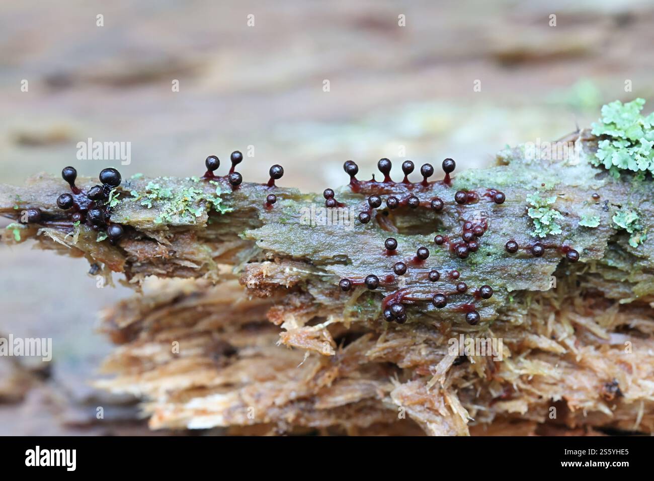 Trichia botrytis, a slime mold from Finland, no common English name ...
