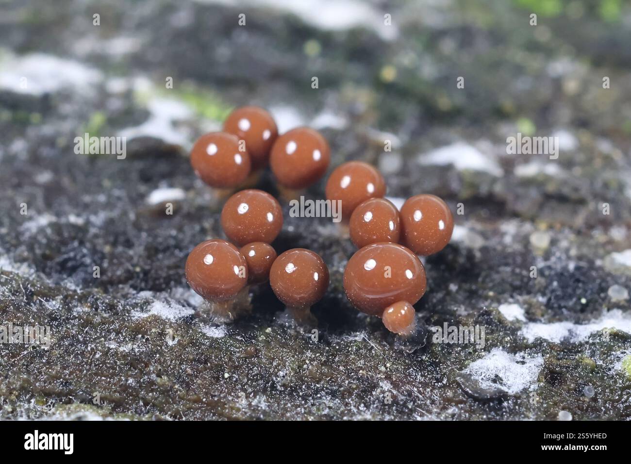 Trichia crateriformis, also known as Trichia decipiens var. olivacea ...