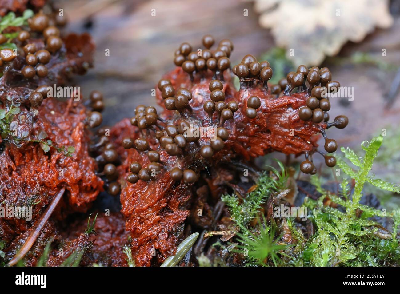 Hemitrichia decipiens, also called Trichia decipiens, slime mold from ...