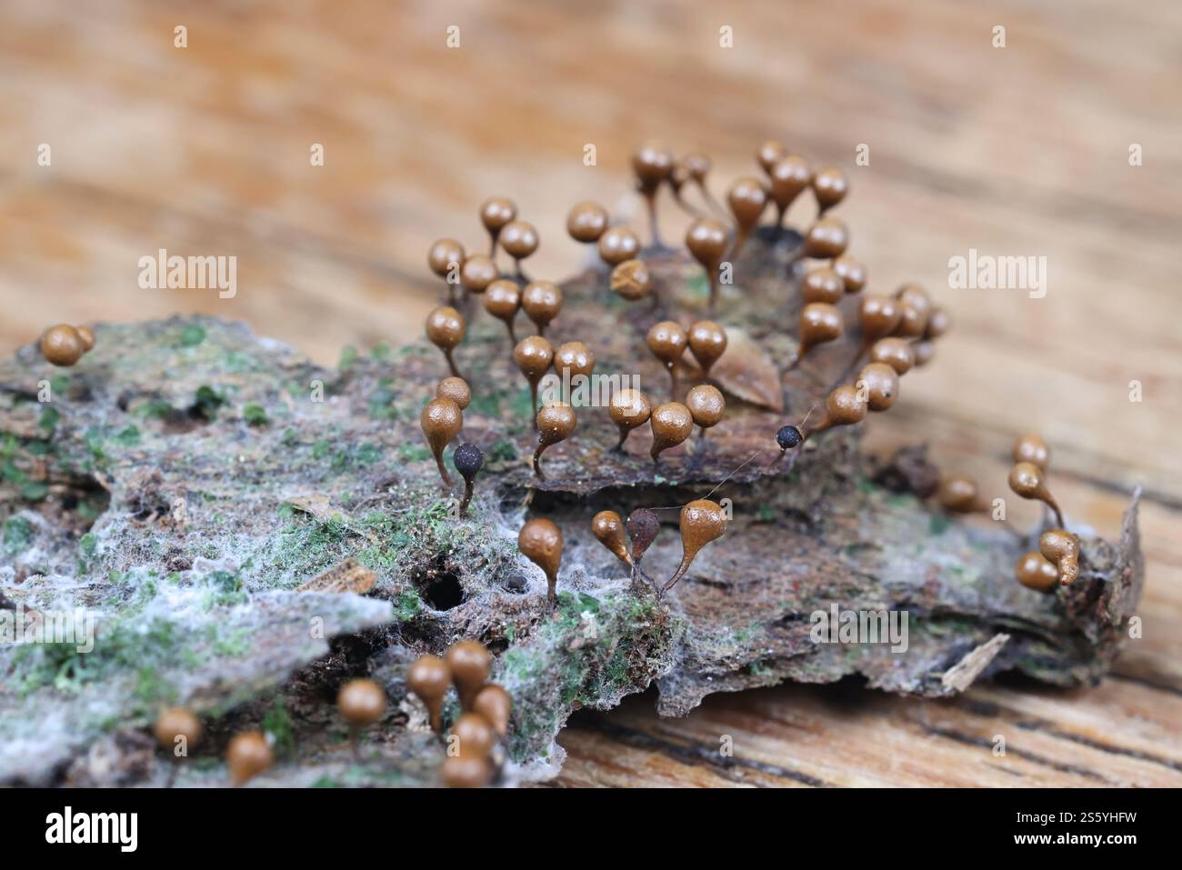 Trichia decipiens, slime mold from Finland, no common English name ...