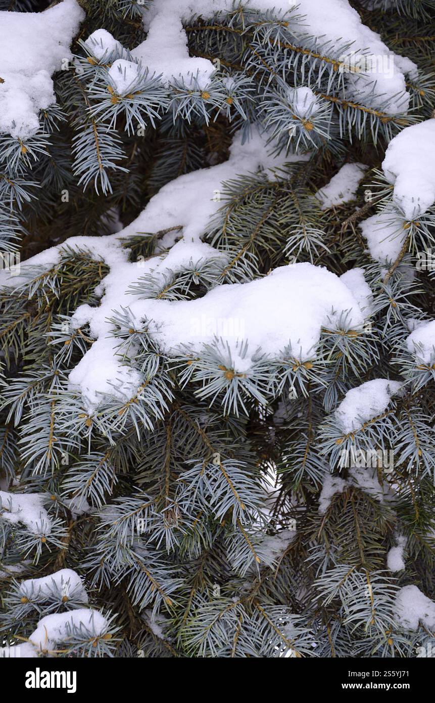 Russian Branch of green fir. Green prickly branches of pine tree under ...