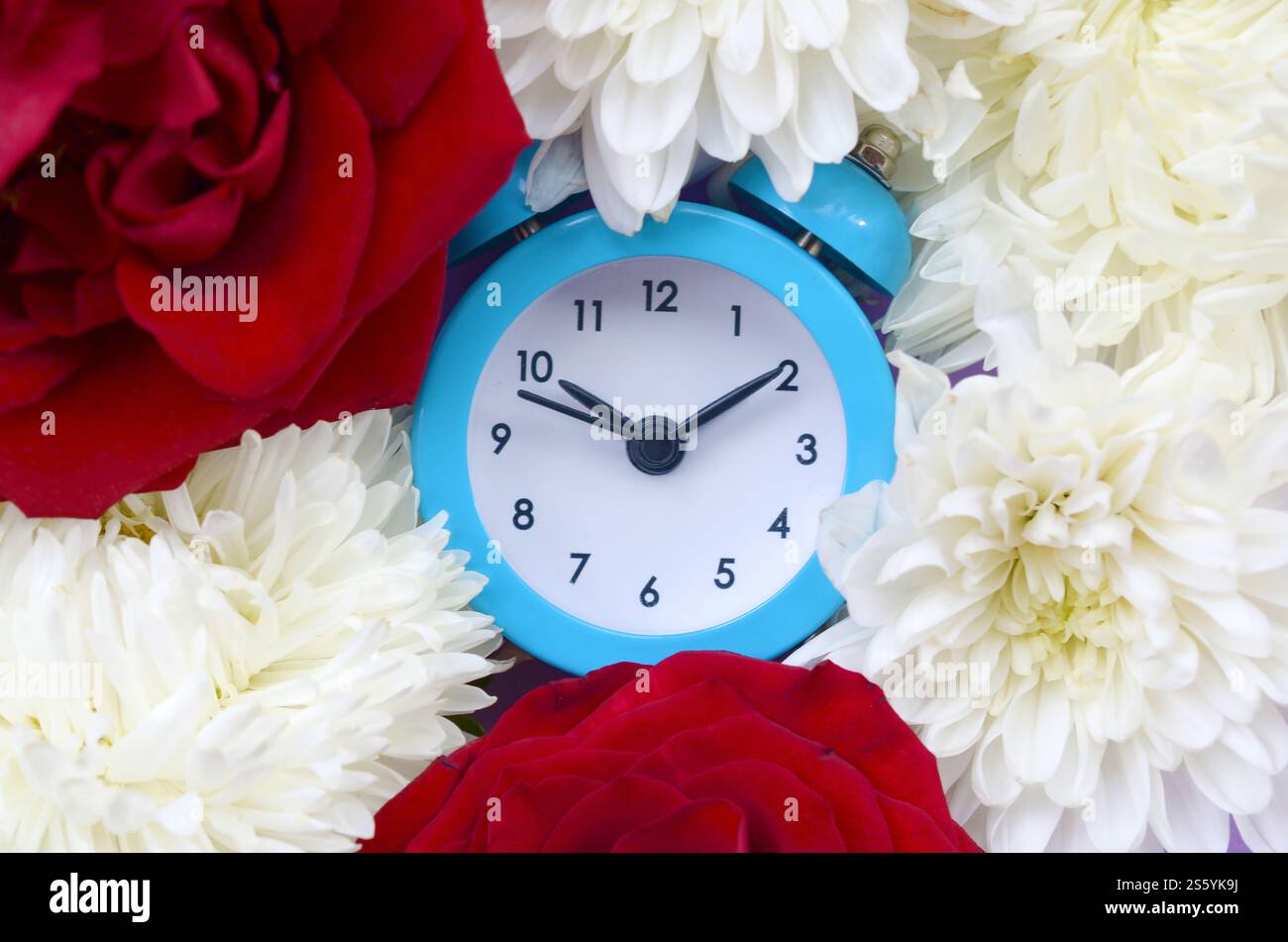 Little cute blue alarm clock surrounded by red roses and chrysanthemum ...