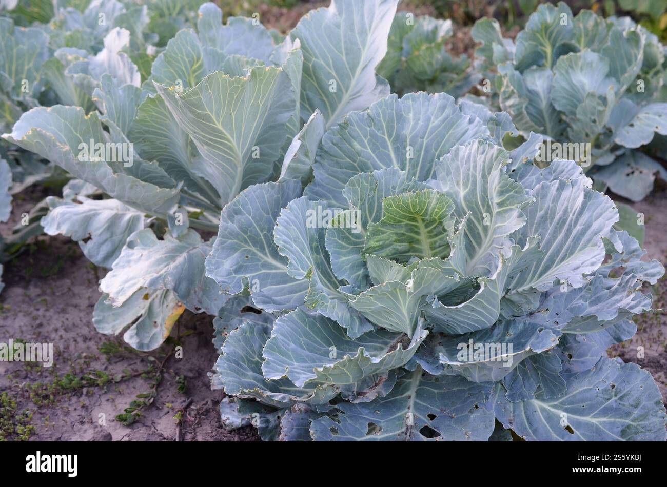 Fresh cabbage from farm field in the garden. View of green plants ...