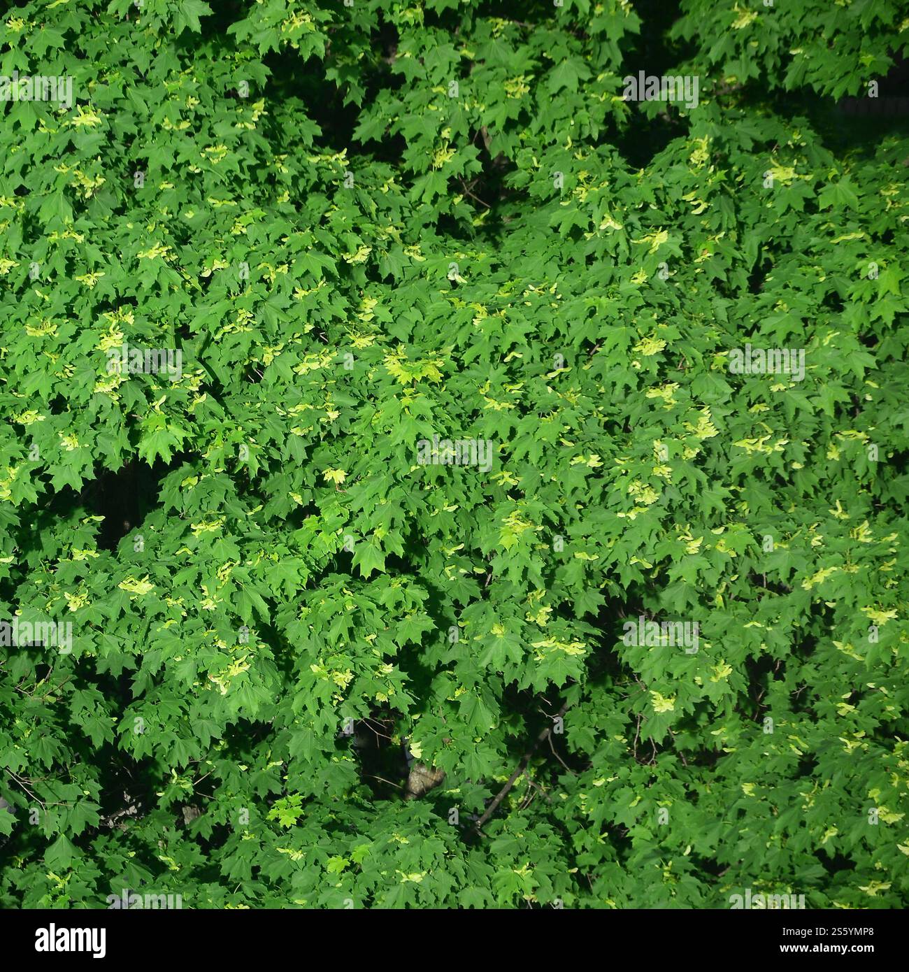 Many green flowering maple trees close up top view. Green flowering ...