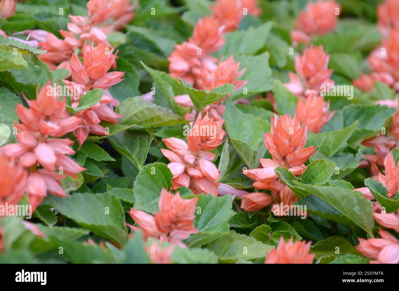 Red flowers Salvia splendens heat loving plants. Annual plant of ...