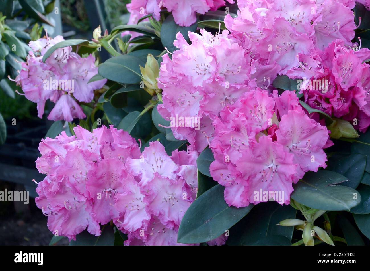 A large bush blooming Rhododendron in the botanical garden. Many pink ...