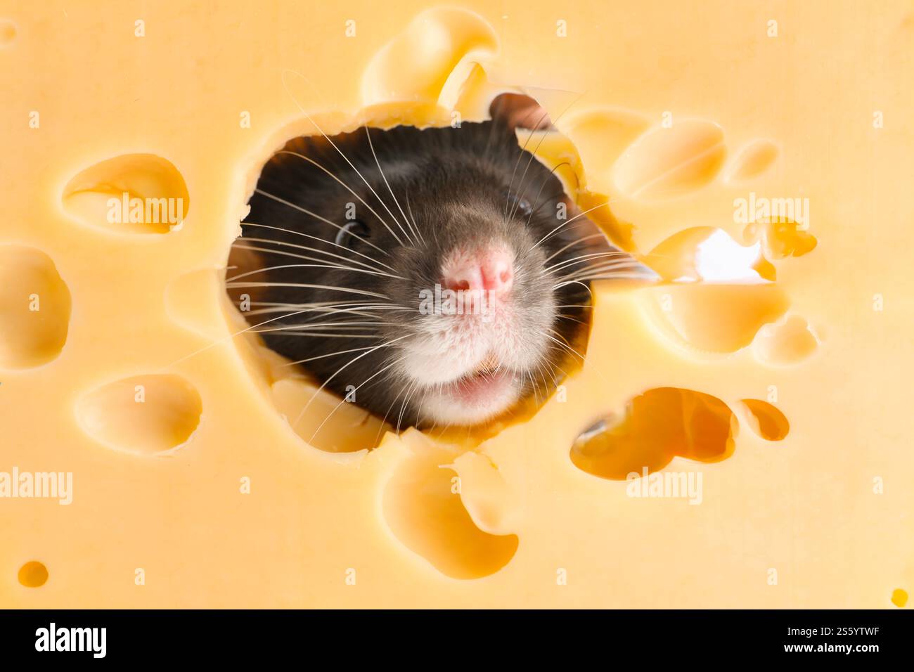 Cute small rat looking out of hole in cheese, closeup Stock Photo - Alamy