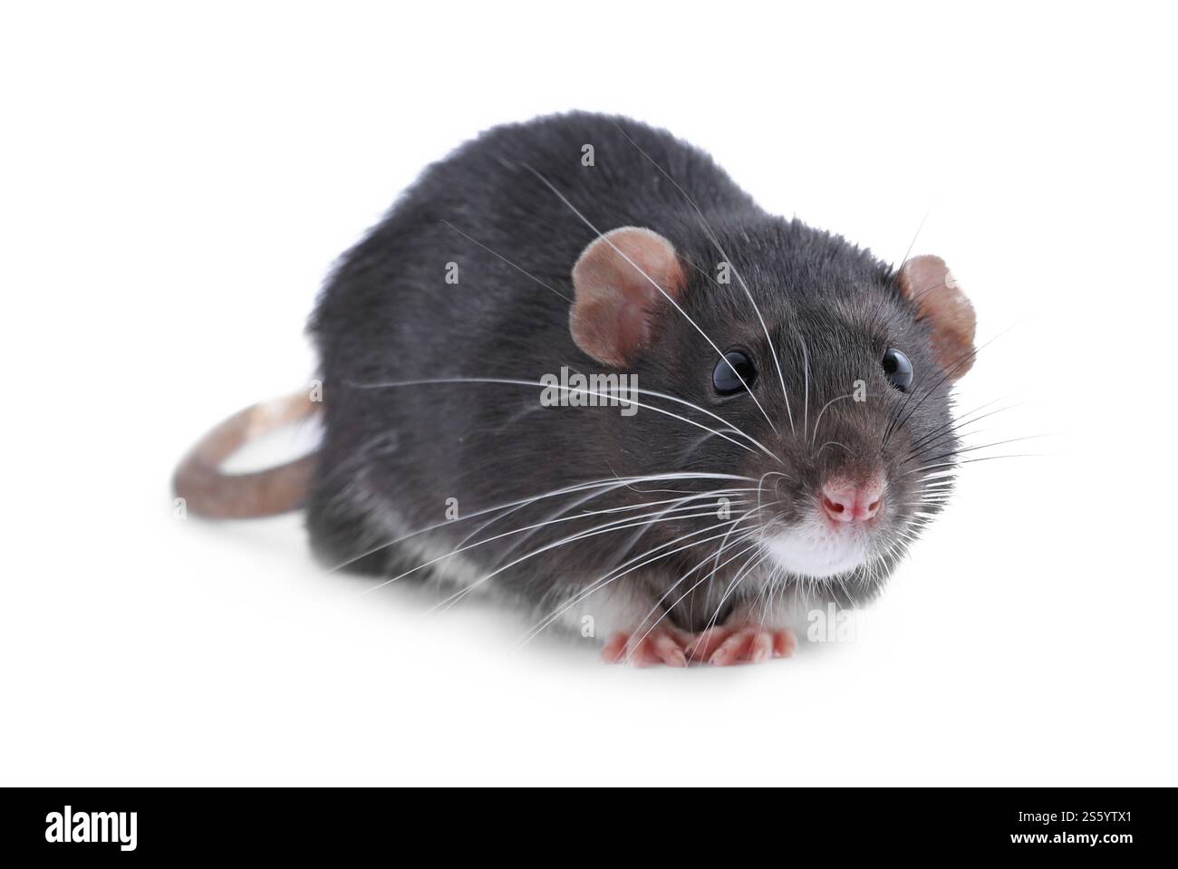 One cute small rat on white background Stock Photo - Alamy