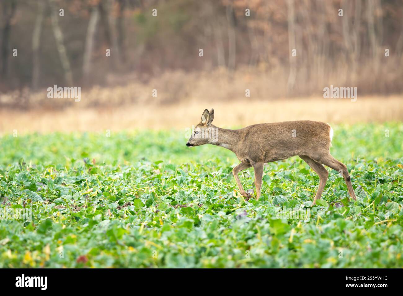 Single roe deer walking through rural field Stock Photo - Alamy