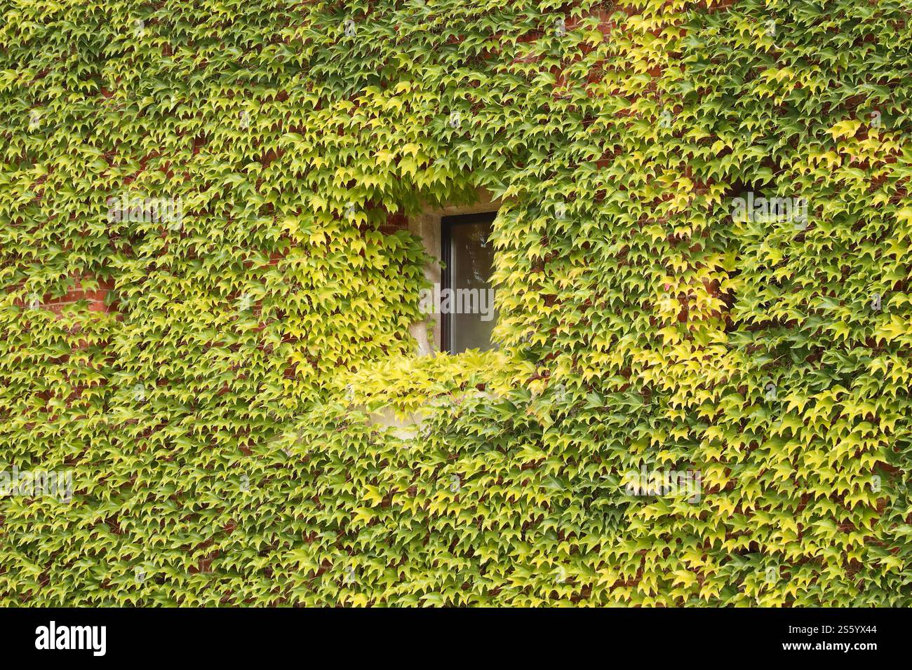 Antique brick facade covered in green and yellow ivy with a small ...