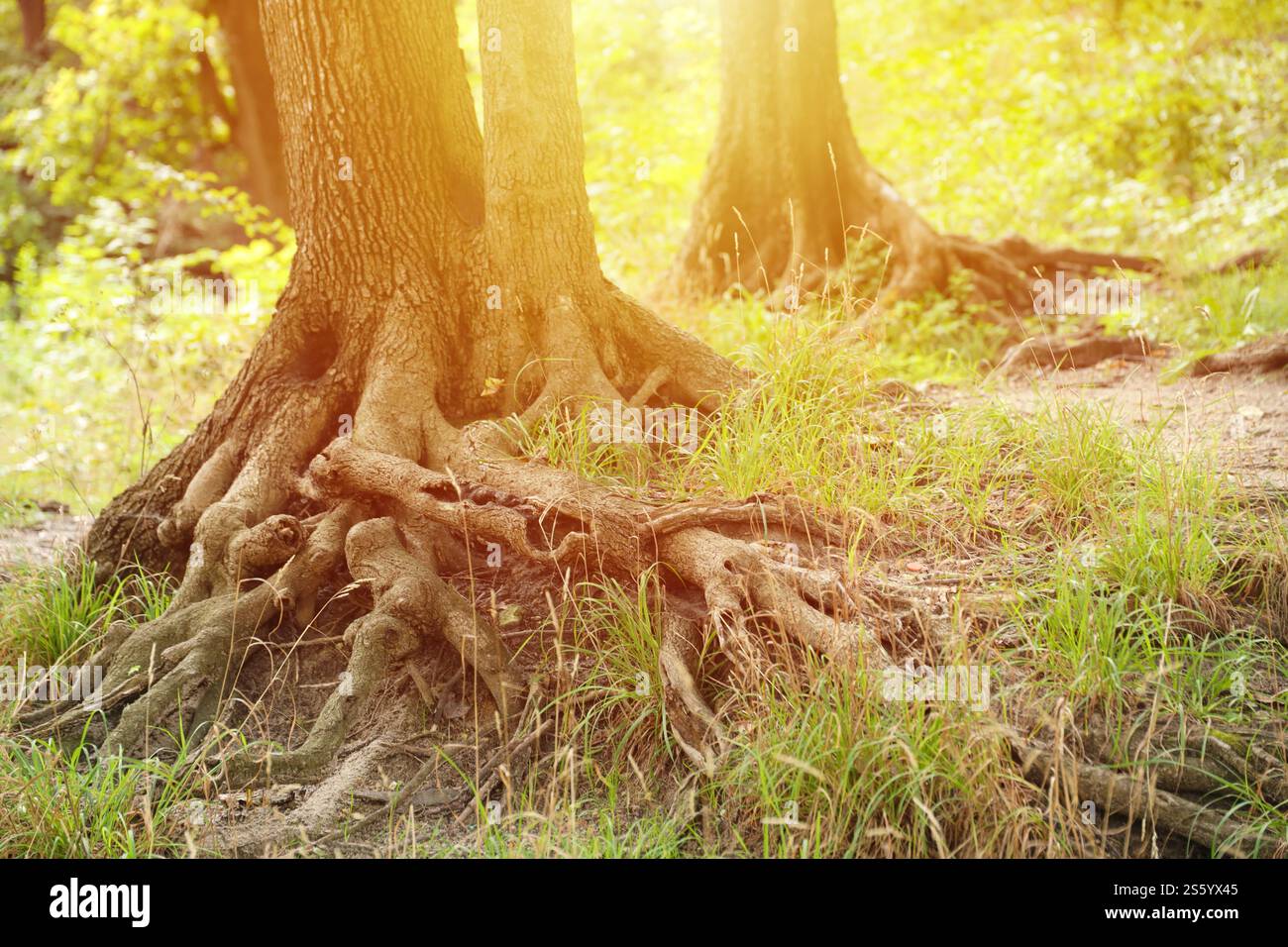 Mighty roots of an old tree in green forest in daytime. Beautiful ...