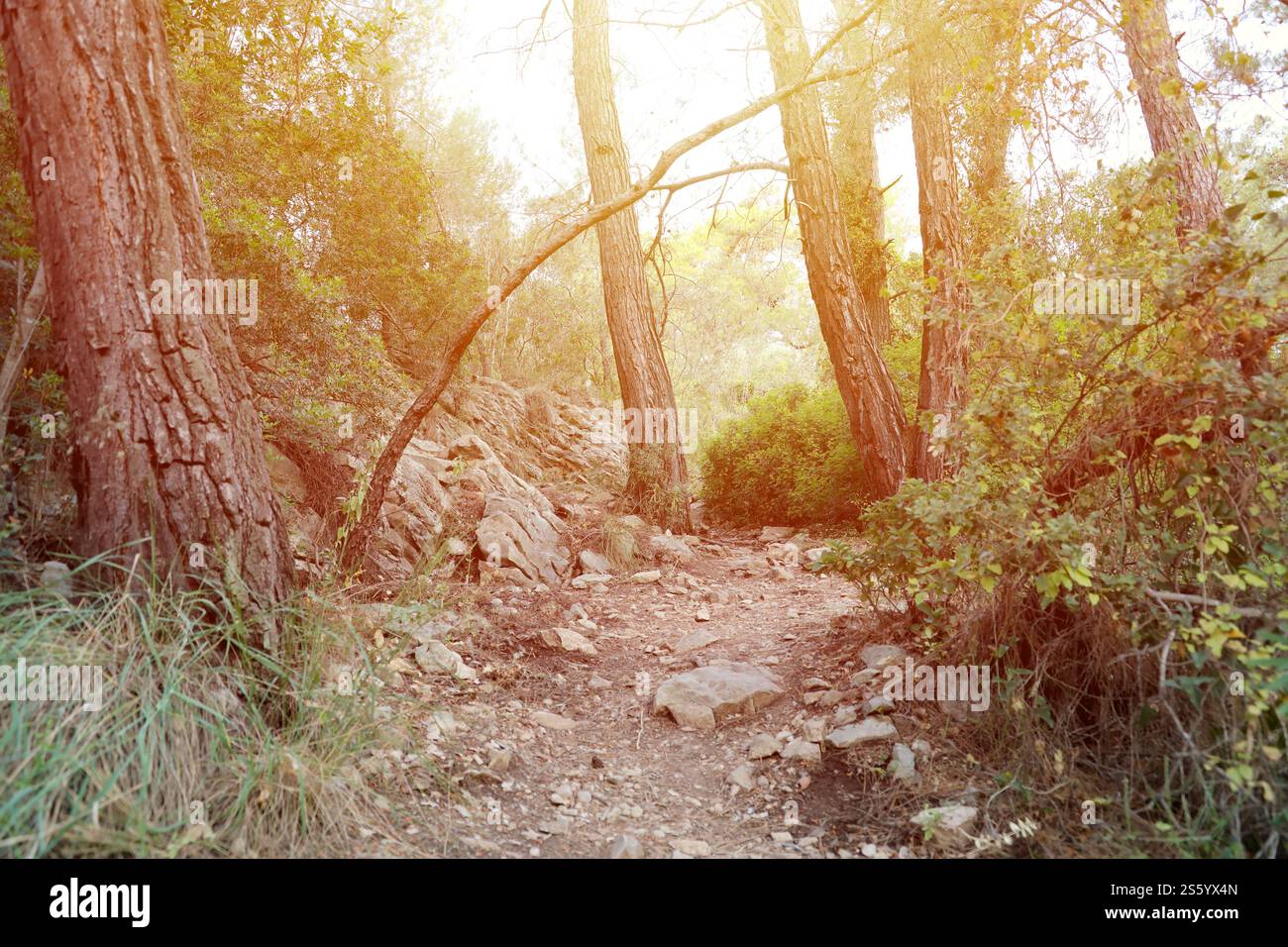 Tropical jungles of Southeast Asia in august. Wild paths through dry ...