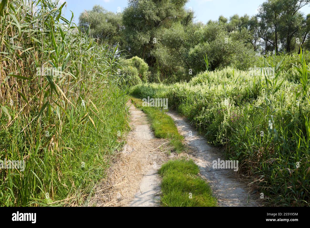 Landscape on the way in the marsh field. Dry dirt road between swamp ...
