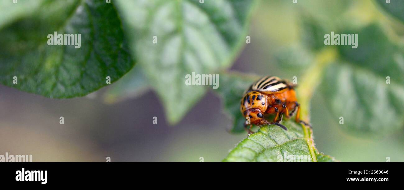 Colorado potato beetle crawling on potato leaves. Ten-striped spearman ...