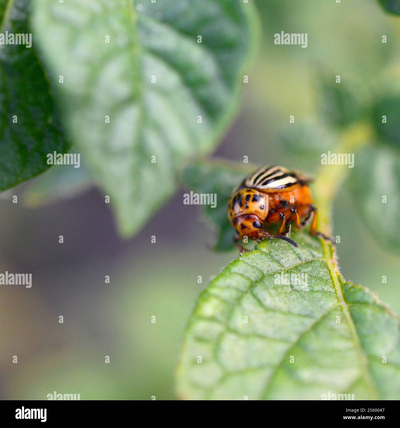Colorado potato beetle crawling on potato leaves. Ten-striped spearman ...
