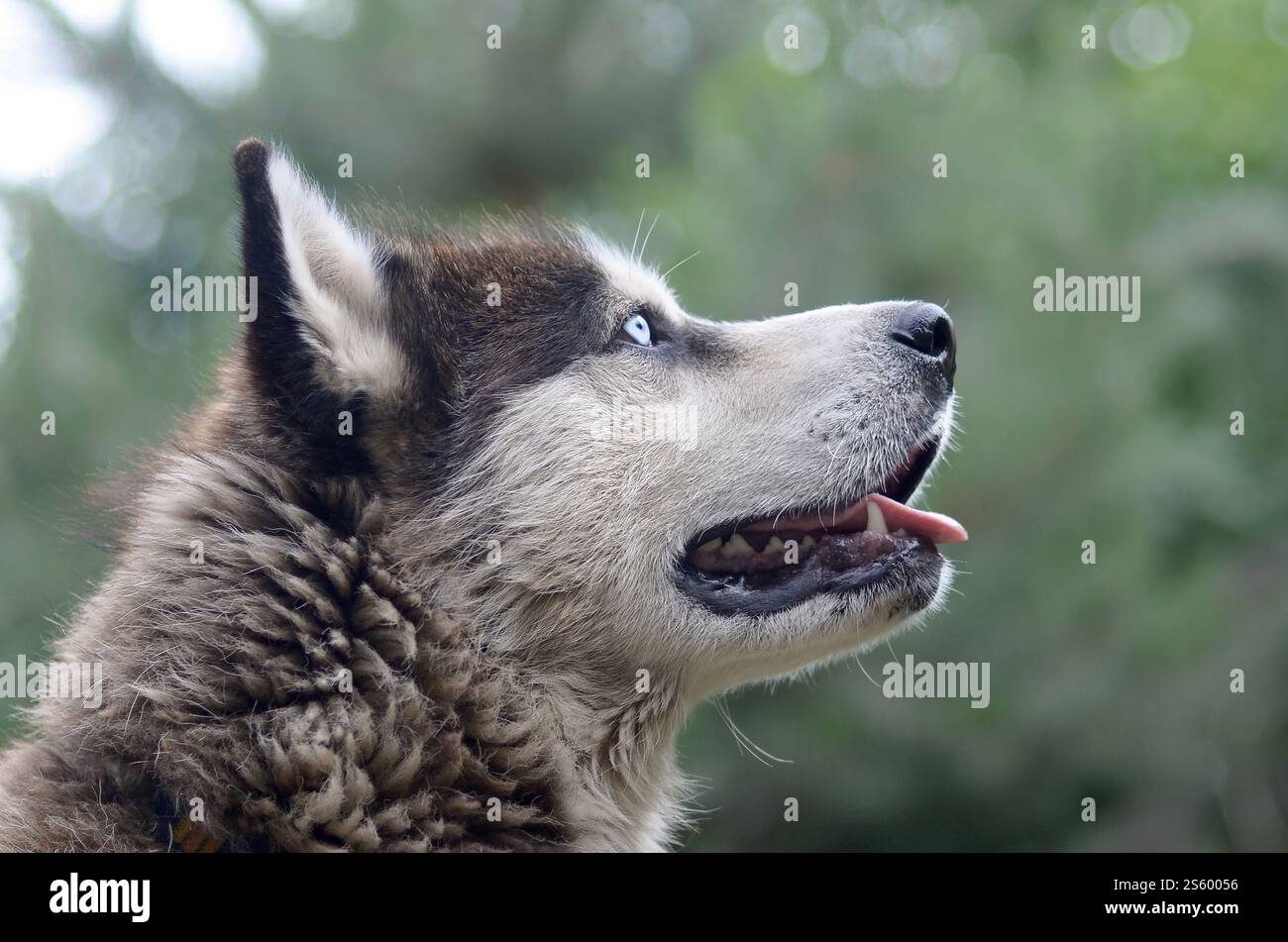 Alaskan Malamute with blue eyes. The Arctic Malamute is a wonderful ...