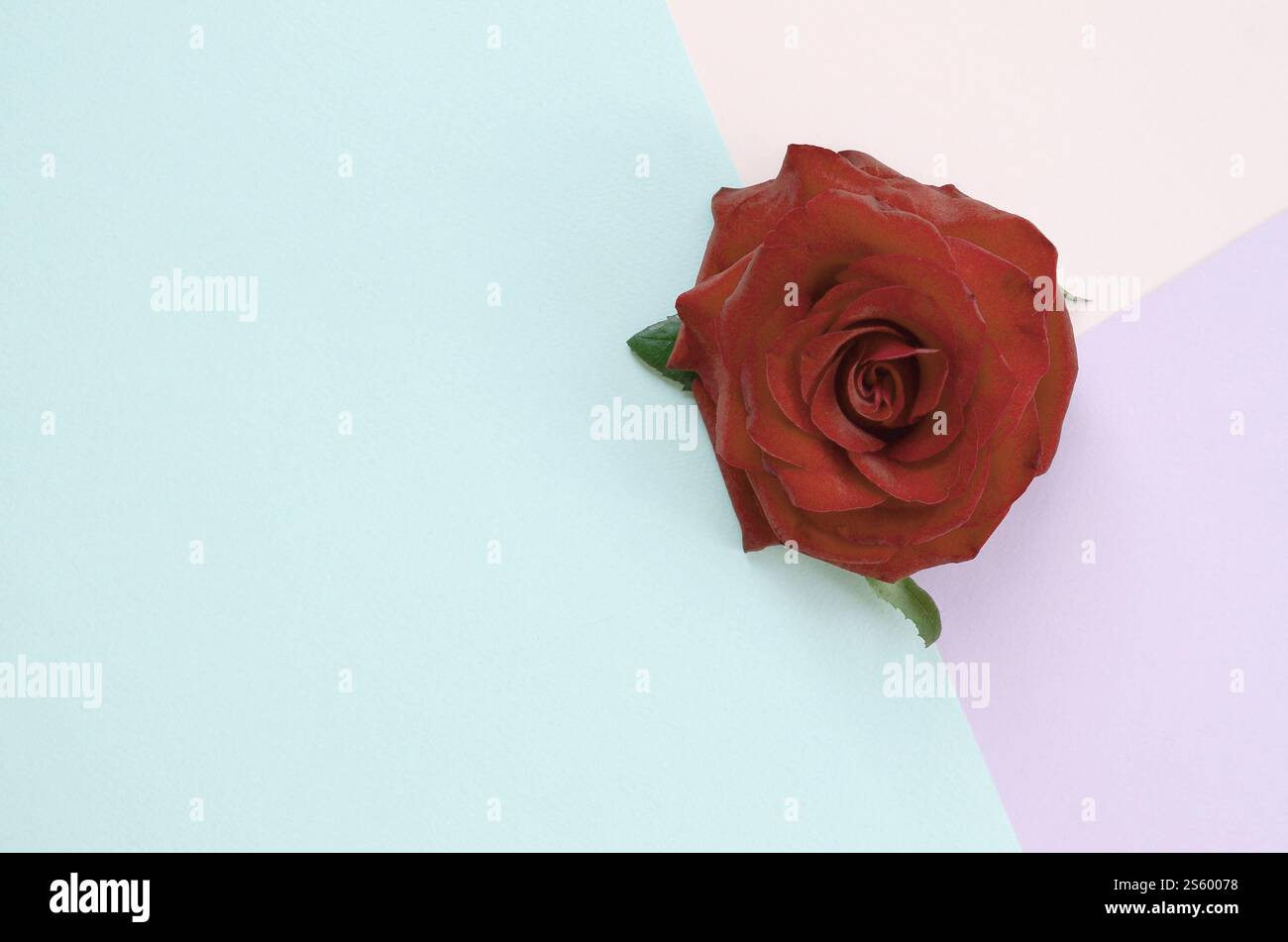 Dark red rose flower on pastel blue pink and lilac background top view ...