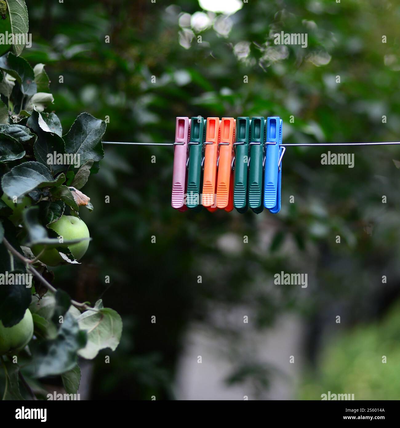 Clothespins on a rope hanging outside house, apple tree and blurred ...