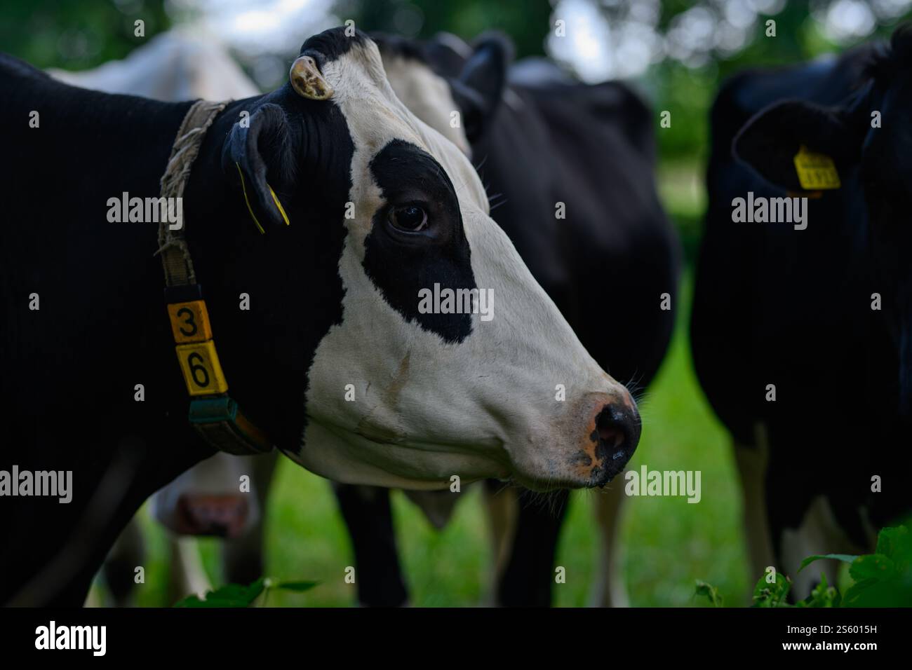 Mature cow. Black and white Holstein cow on meadow. Holstein cows at ...