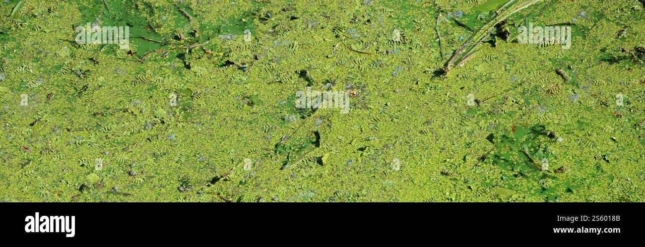 The surface of an old swamp covered with duckweed and lily leaves. Many ...