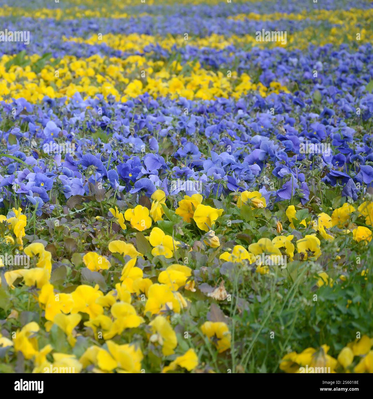 Blue and yellow pansies hi-res stock photography and images - Alamy