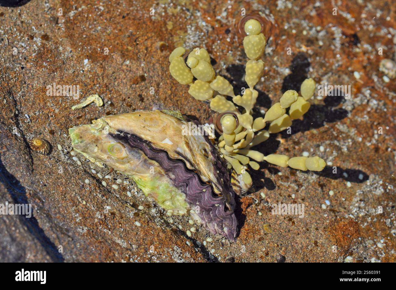 Oyster and young seaweed plant attached to a rock, in shallow water, in ...