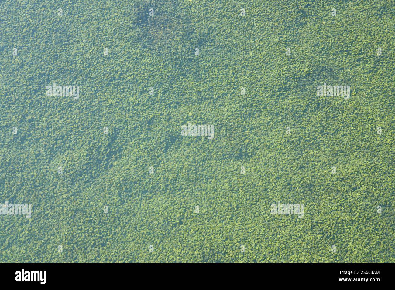 Green figures for biofiltration of water in the aquarium filter or ...