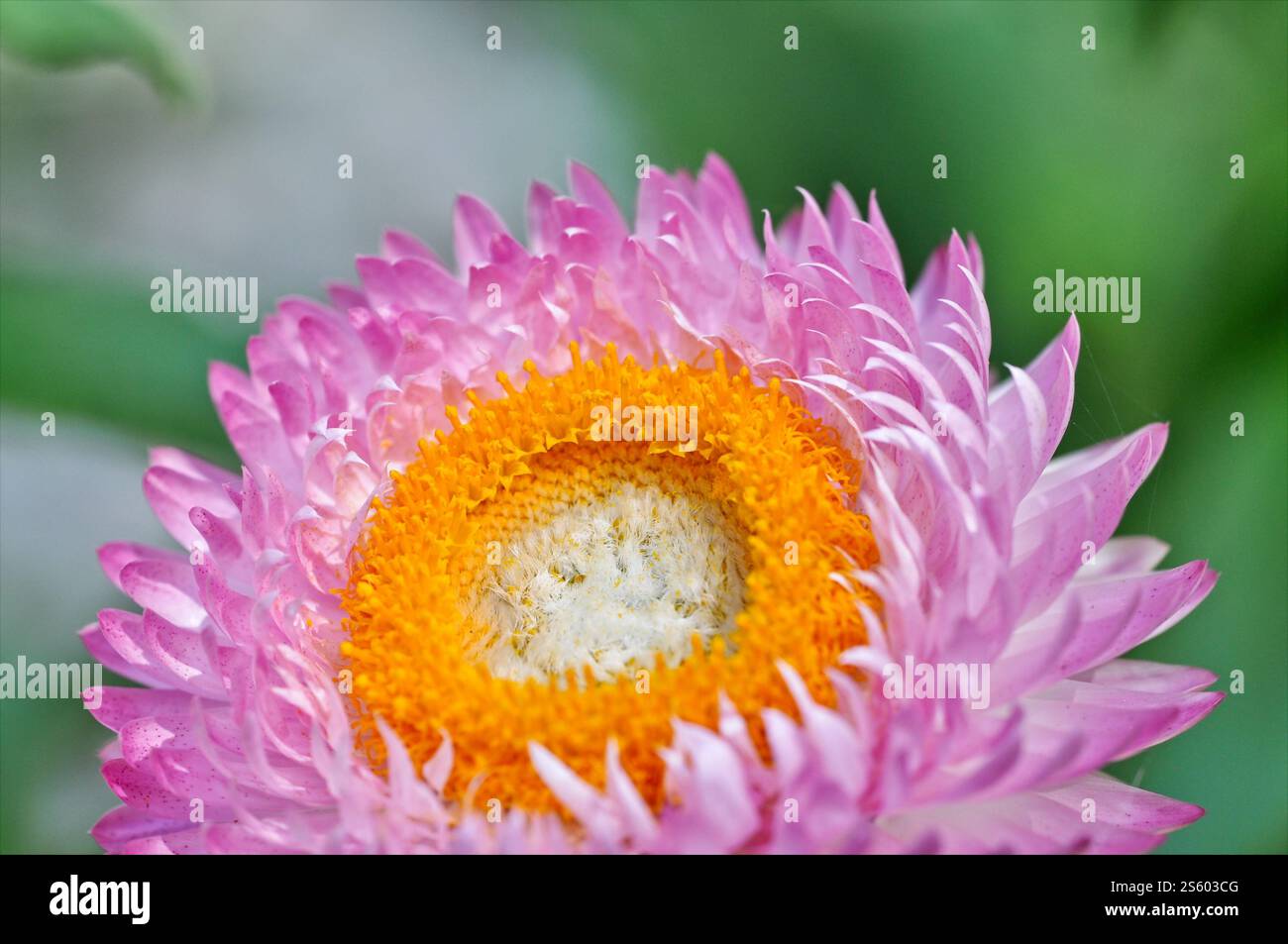 Bright pink Paper Daisy flower with an equally bright orange centre ...