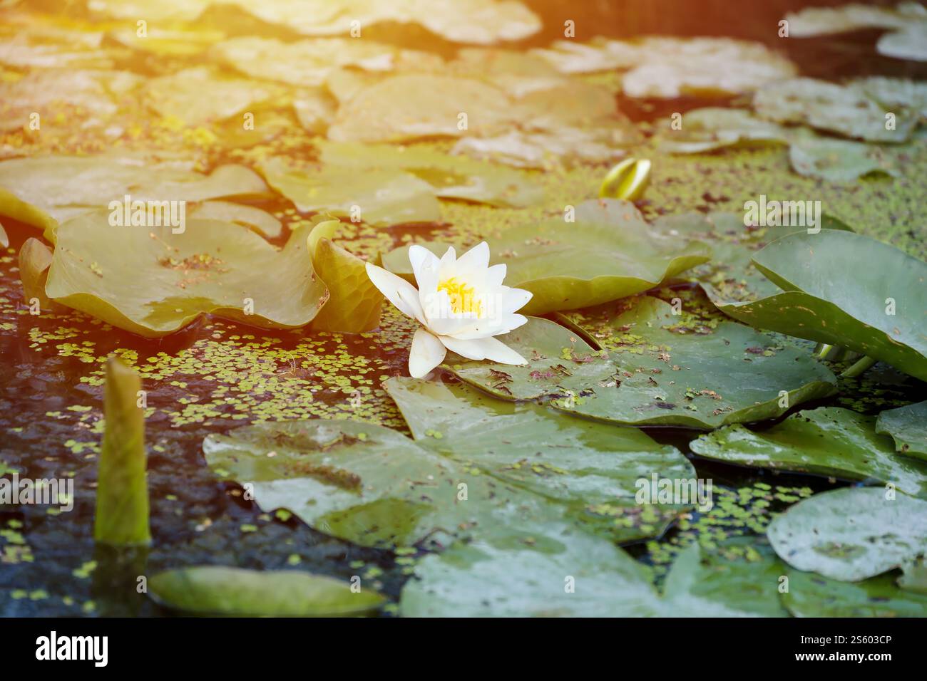 White lotus lily flower with yellow pollen and green round leaves on ...