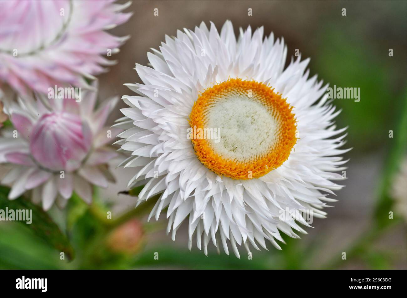 White Paper Daisy fully opened showing the distinctive golden yellow ...