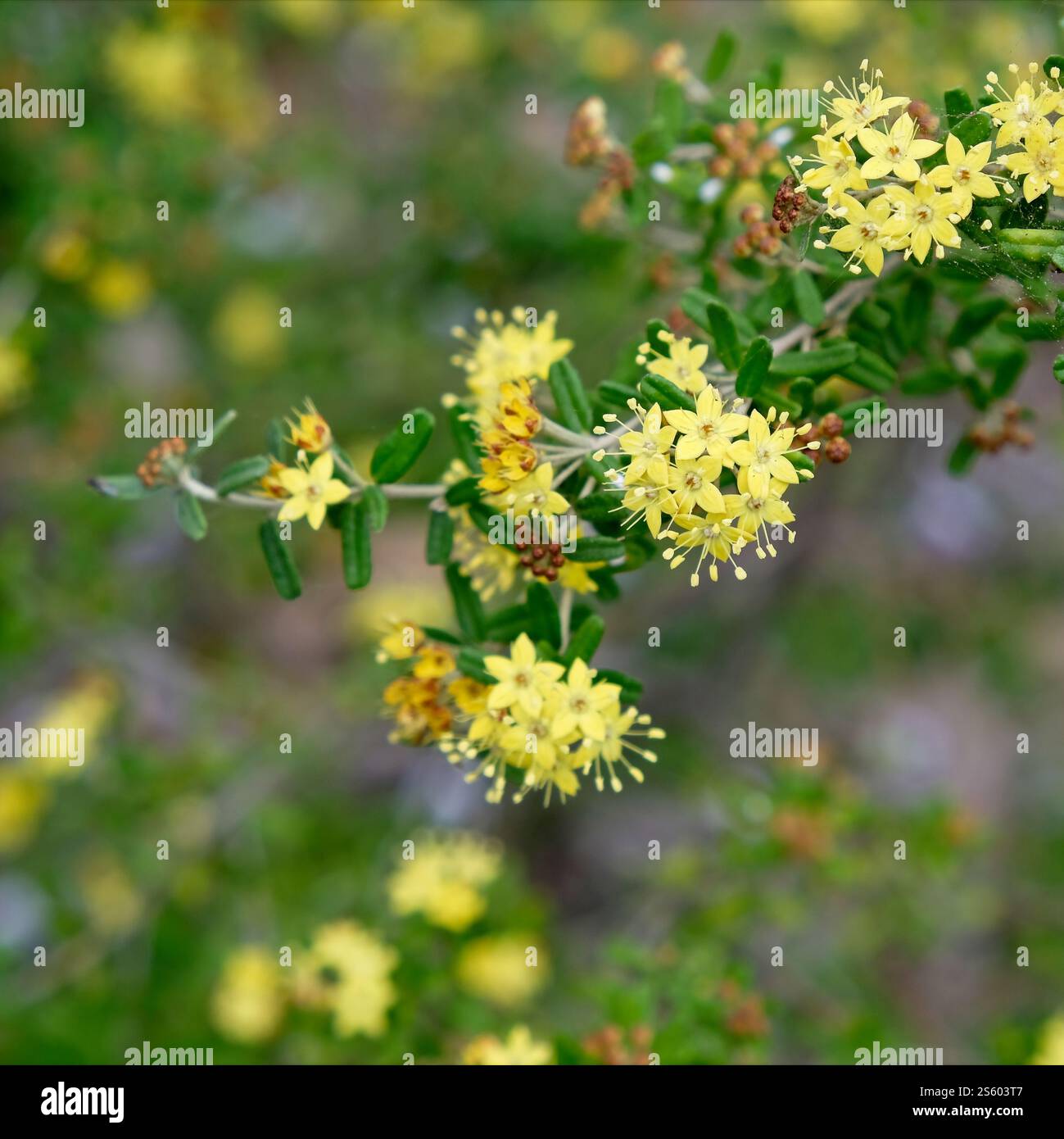 Phebalium squamulosum hi-res stock photography and images - Alamy
