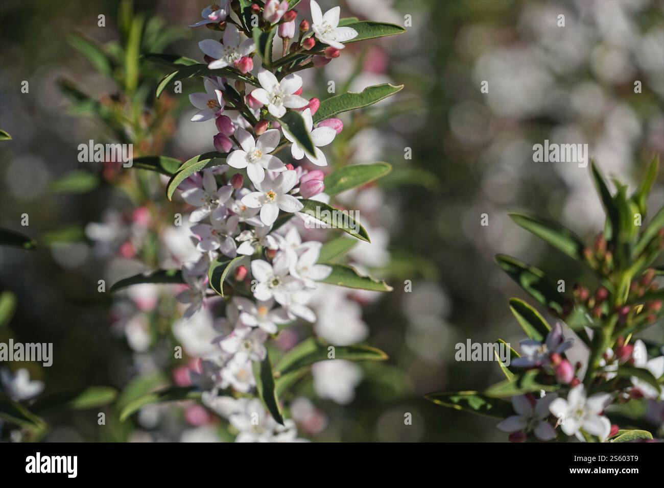 Long Leaf Wax Flowers, an Australian native plant, closeup Stock Photo ...
