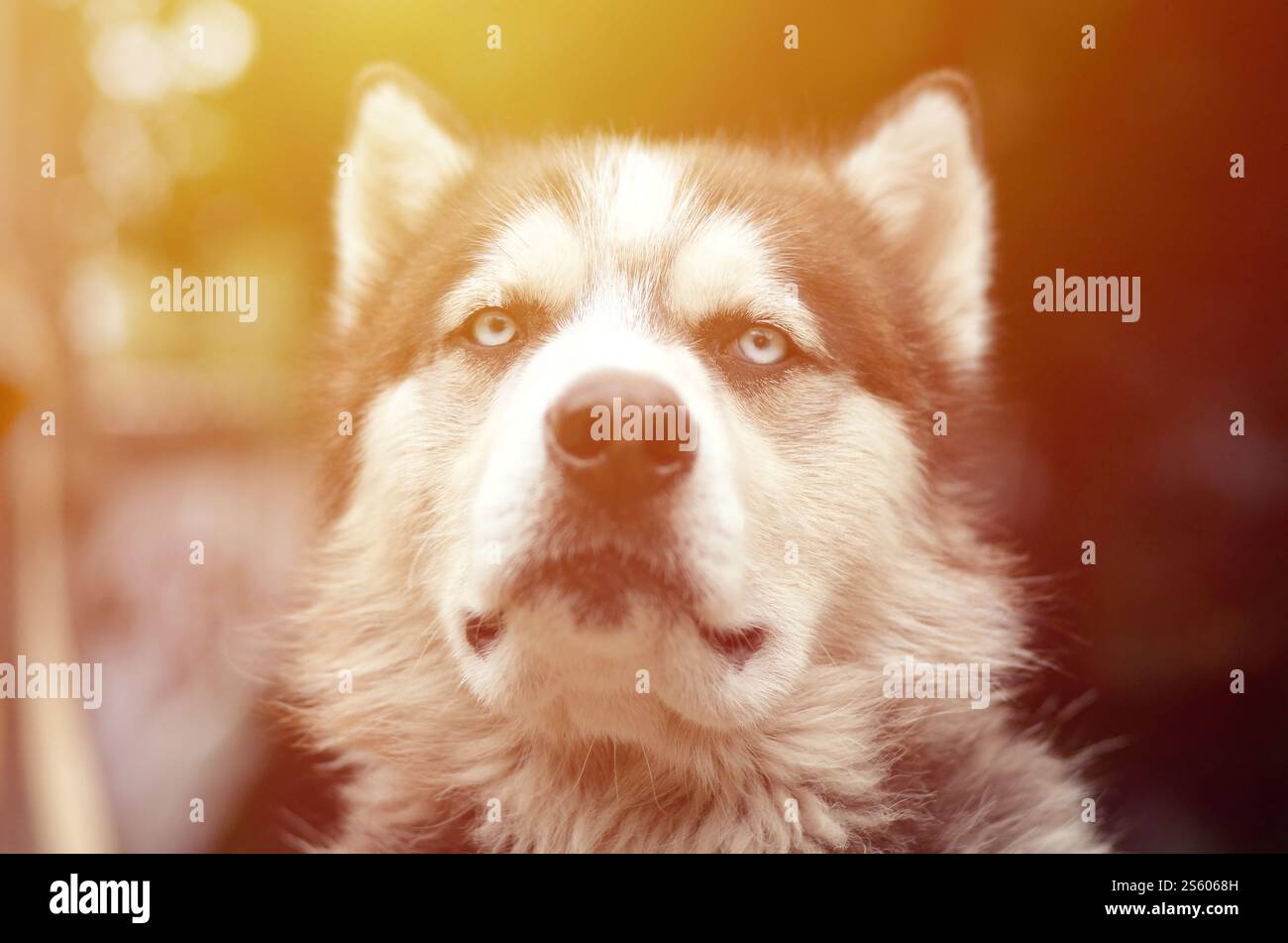 Frontal view of proud handsome young husky dog with head in profile ...