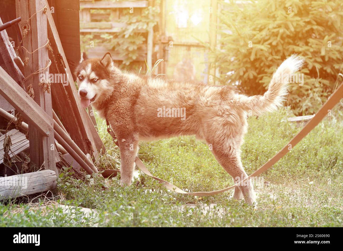 Siberian husky dog with blue eyes stands and looks ahead. Bright green ...