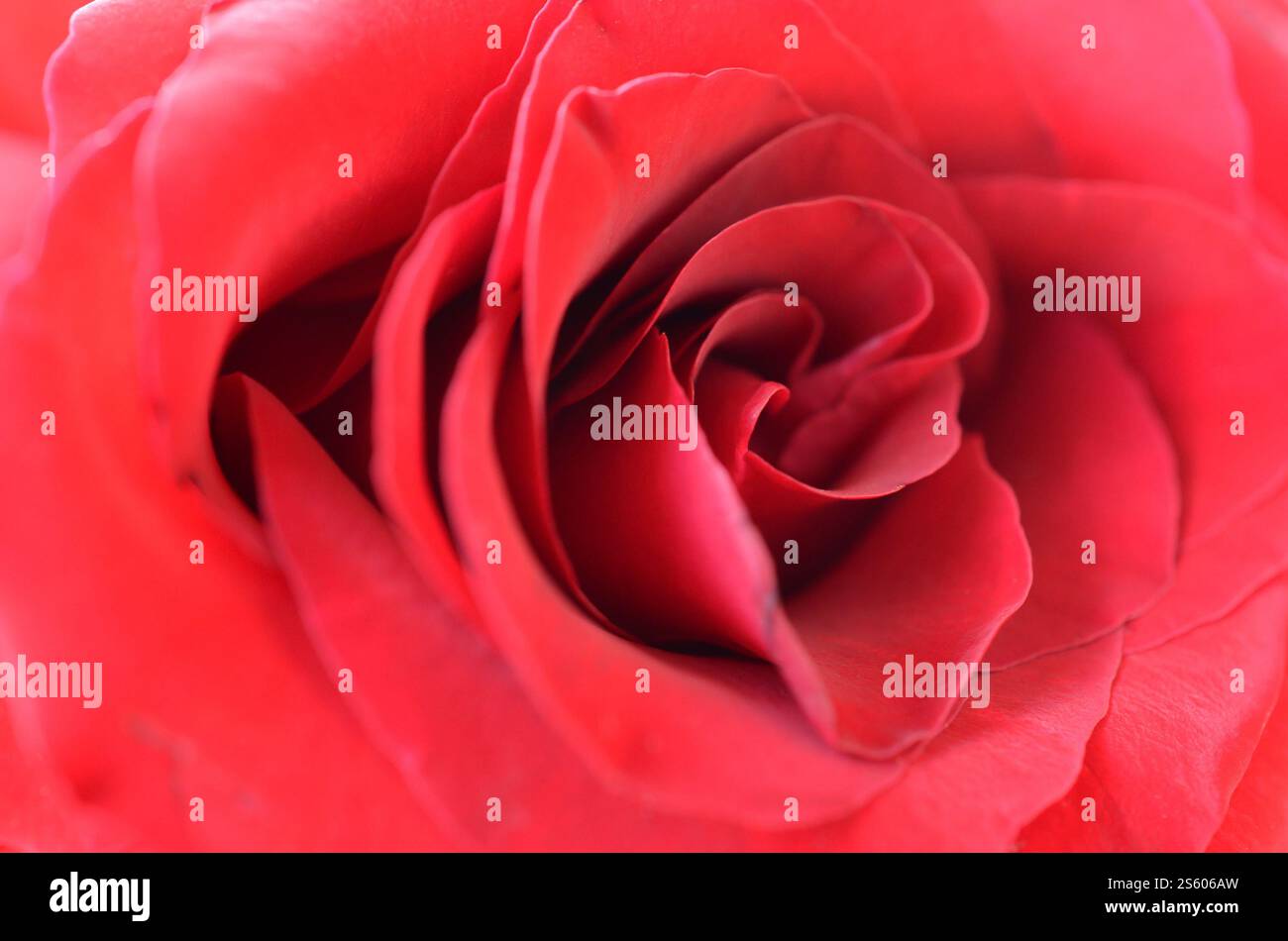 Beautiful Red Rose Close up with many petals. Macro Flower Background ...