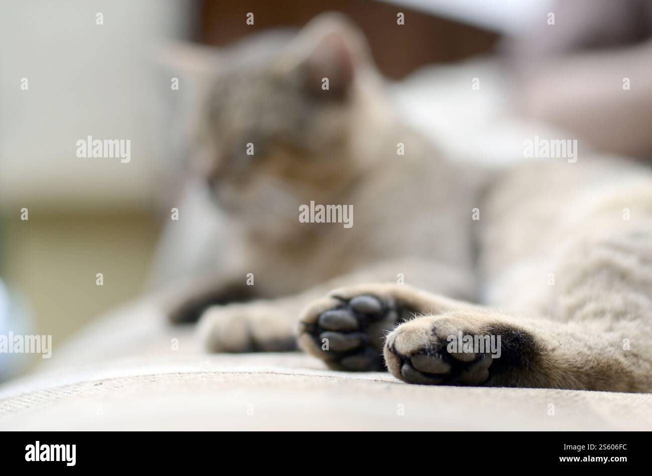 Sad tabby cat lying on a soft sofa outdoors and resting with paw in ...