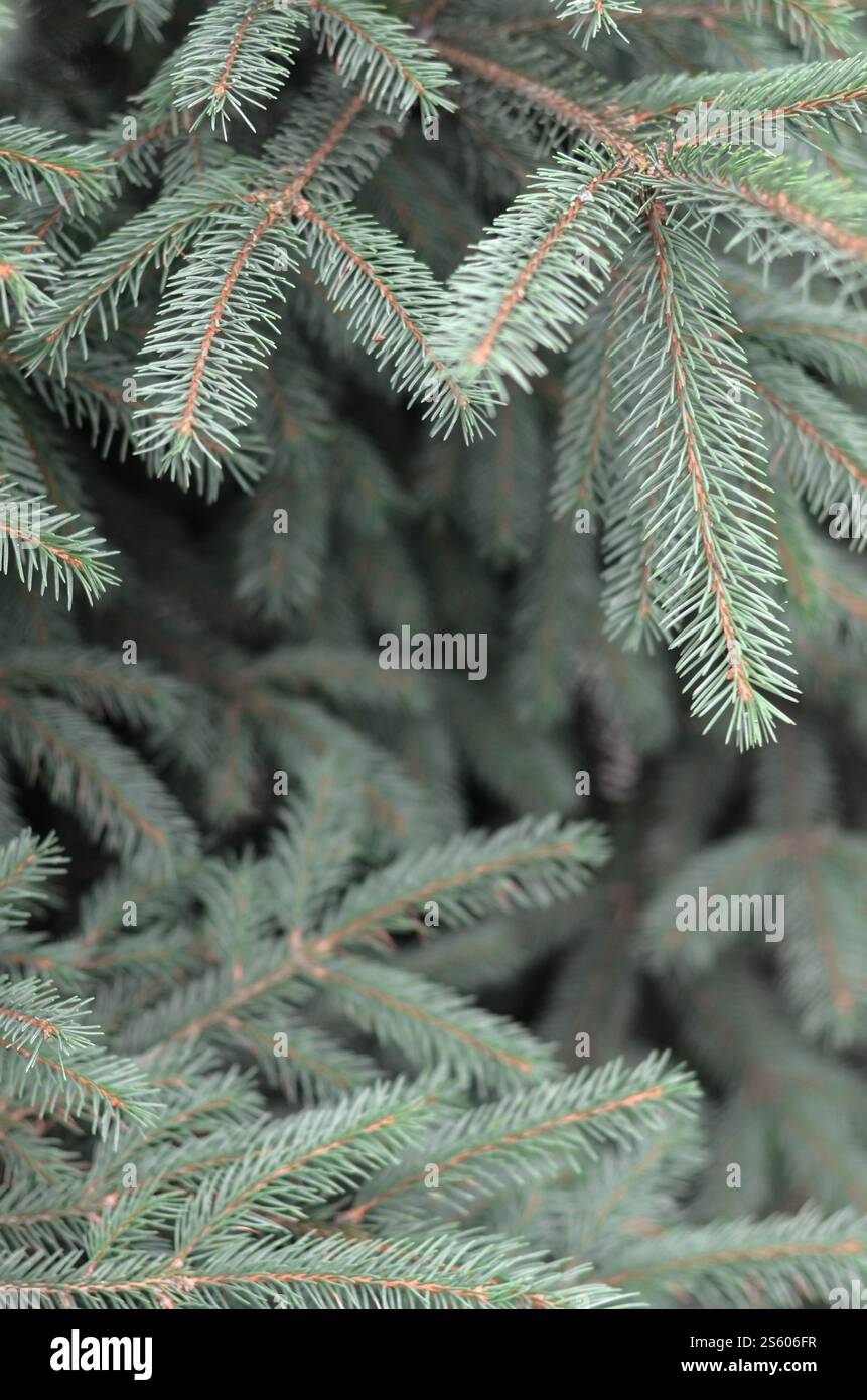 Branches of blue fir close up. Blue or prickly spruce Picea pungens ...