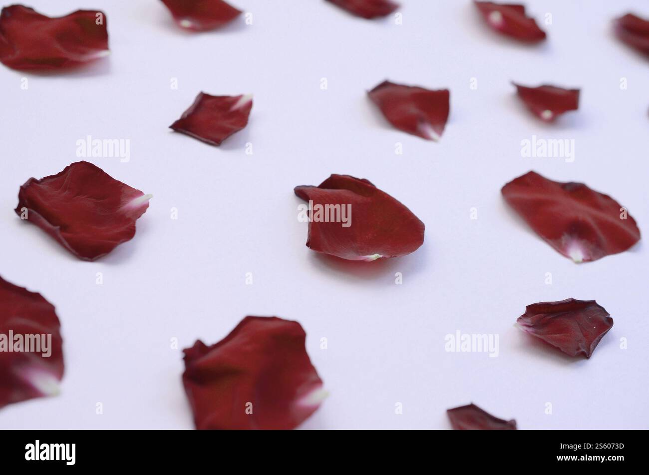 Dark red rose petals on pastel lilac background. Valentines day ...