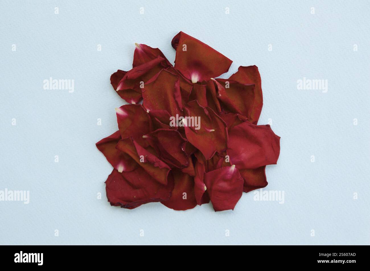 Pile of dark red rose petals on pastel blue background. Valentines day ...