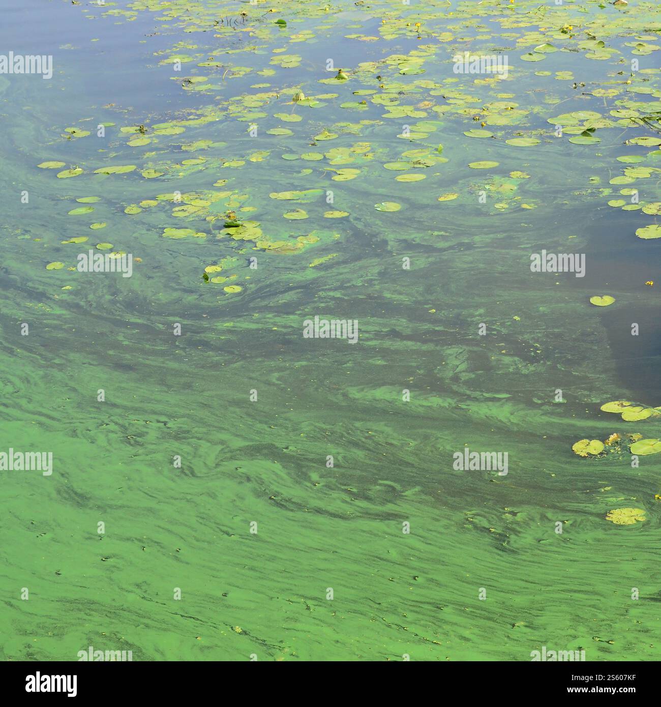 The surface of an old swamp covered with duckweed and lily leaves. Many ...
