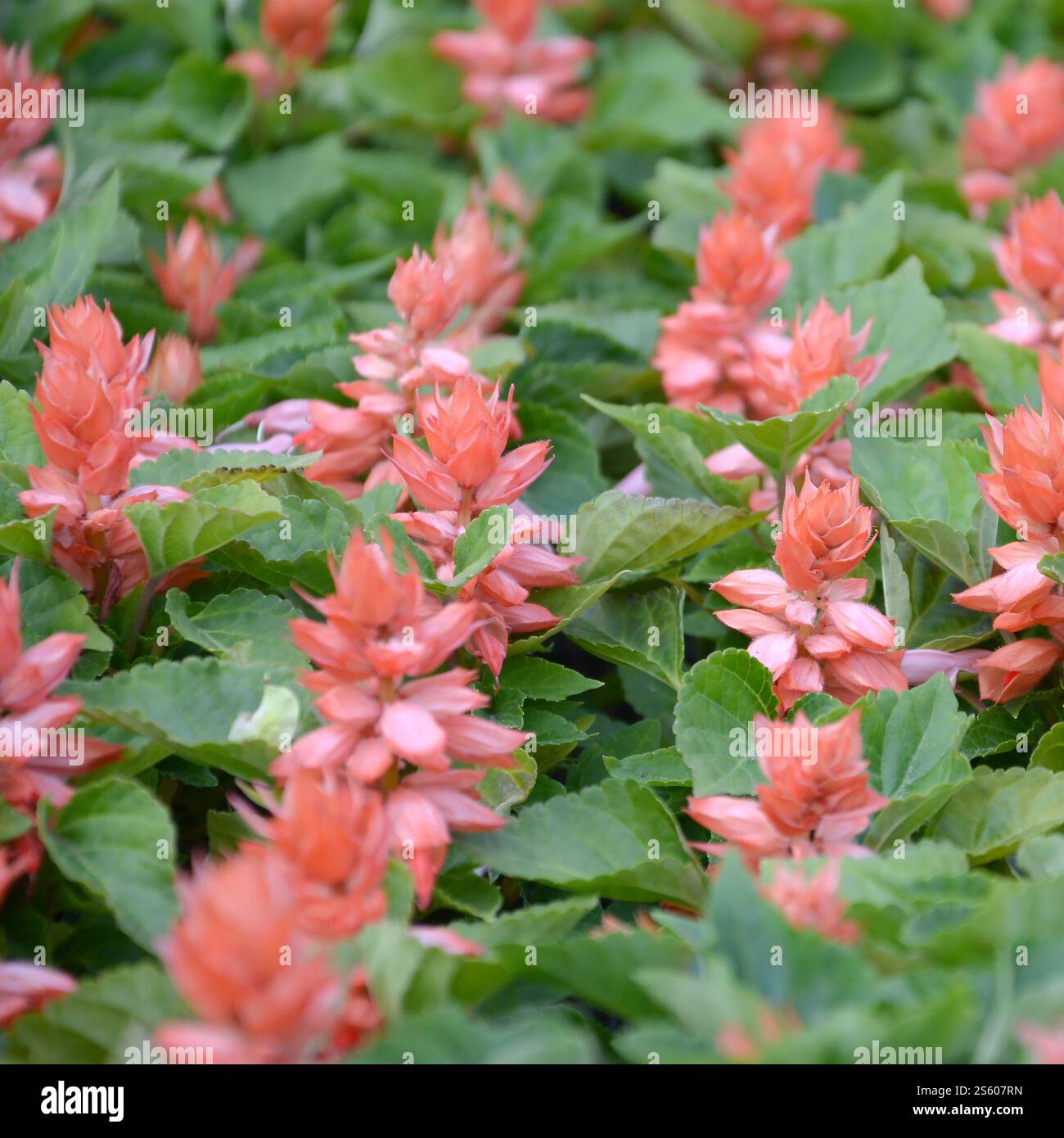 Red flowers Salvia splendens heat loving plants. Annual plant of ...