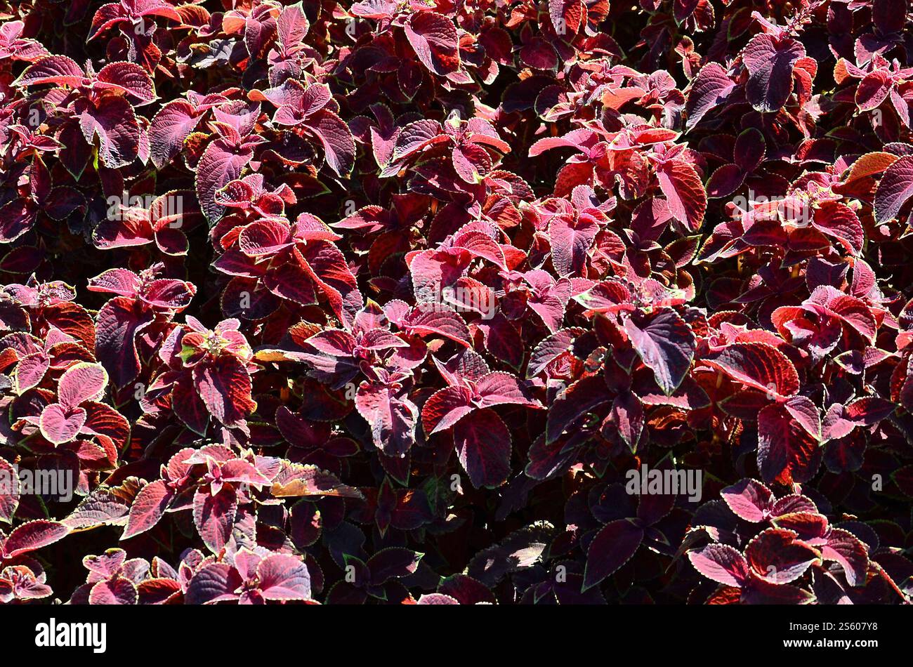 Painted nettle, decorative variegated leaves background. Red, yellow ...