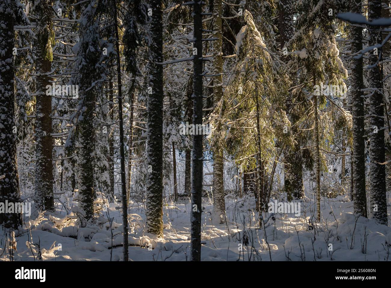 Little spruce tree covered with snow in winter forest. The small fir ...