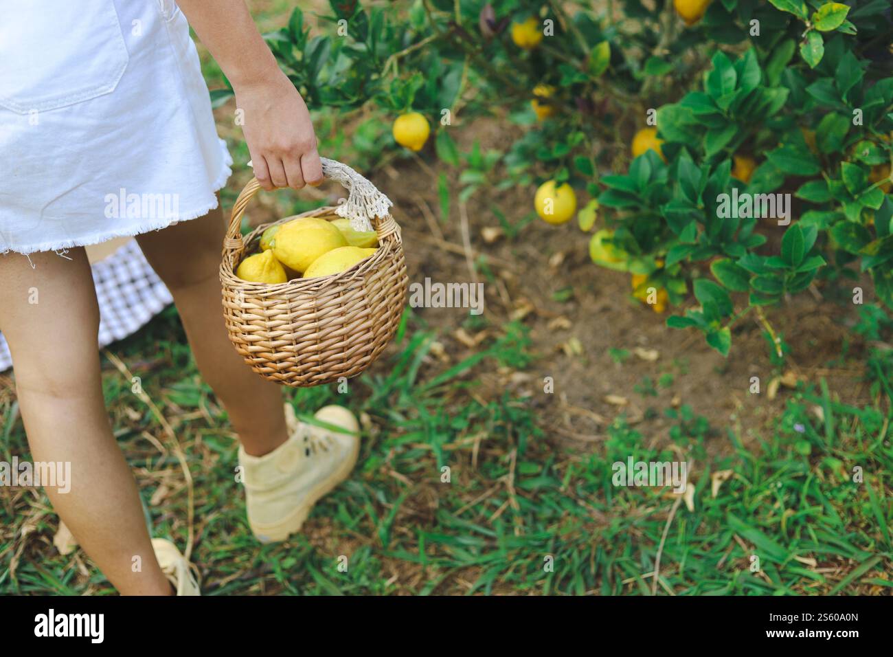 Fresh yellow ripe lemons on tree. Growing Lemon with Basket full of ...
